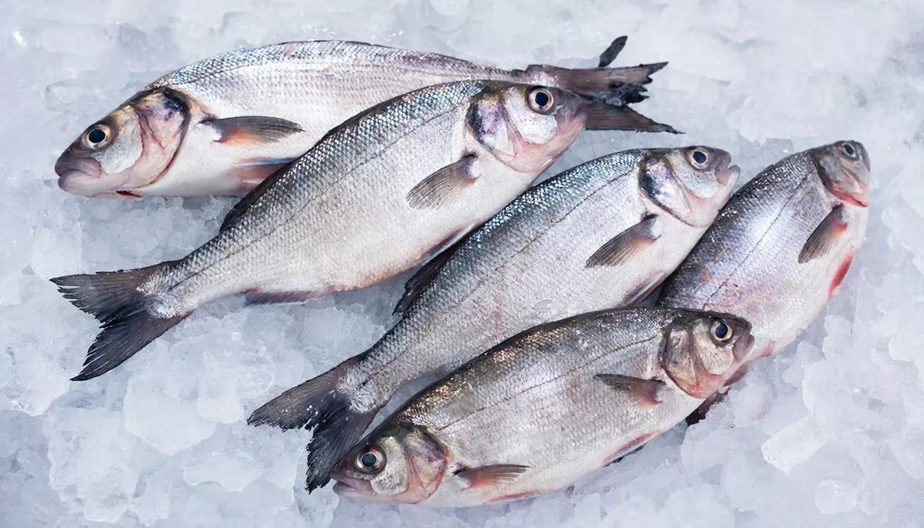 VG: Norway Team to Bring 300 Kilograms of Fish and Famous Chefs to 2026 ...